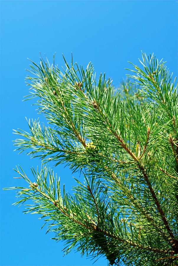 Filial do pinho foto de stock. Imagem de fundo, céu, mola - 20994202