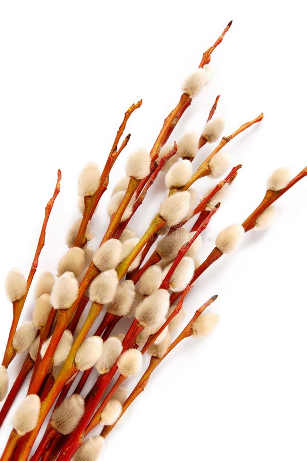 Ramo di salice fotografia stock. Immagine di coniglietto - 13493000