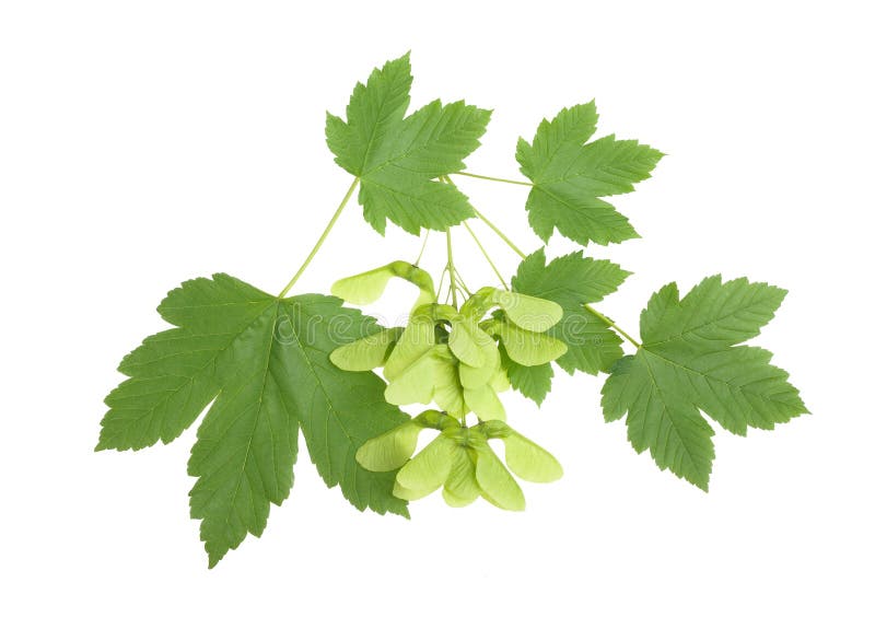 Samara Della Frutta Dell'acero Fotografia Stock - Immagine di naughty ...