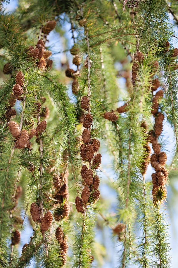 Filiale Di Albero Del Larice Fotografia Stock - Immagine di foglio ...