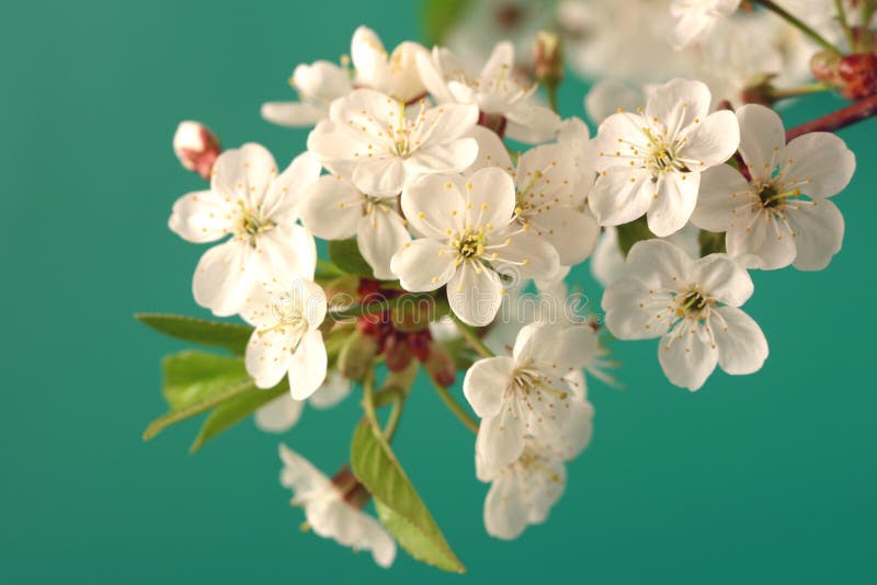 Filiale Di Una Ciliegia Sbocciante Fotografia Stock - Immagine di ...