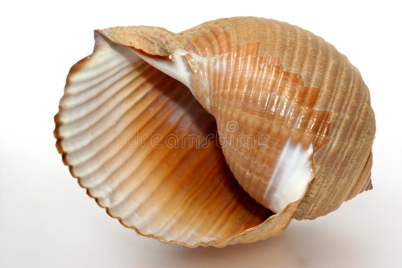 Filigree Big Greek Snail Shell Stock Image - Image of ocean, spiral ...