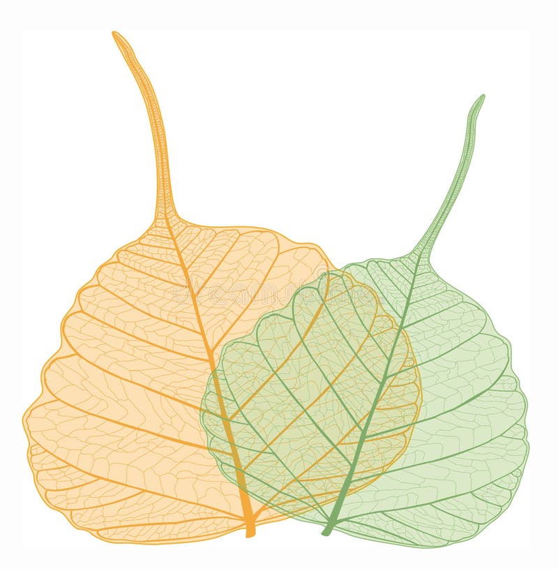 Filigree leaves, vector stock vector. Illustration of green - 38714750