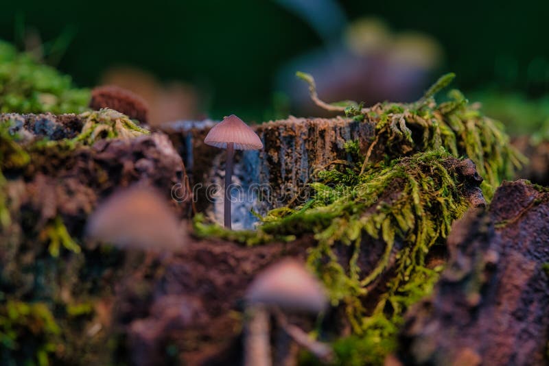 A Filigree Small Mushroom in a Tree Root, with Light Spot in the Forest ...