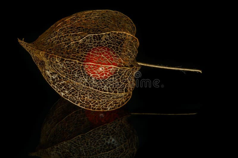 Filigree Structure of a Physalis Stock Image - Image of fruit, fligree ...