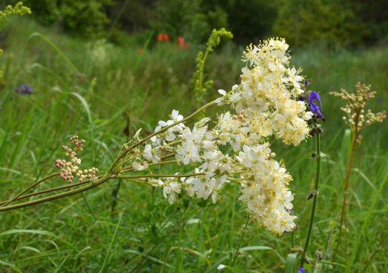 Filipendula Blooms in the Meadow in the Wild Stock Image - Image of ...