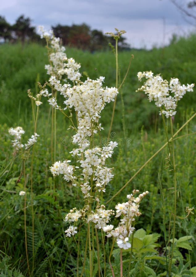 Filipendula Blooms in the Meadow in the Wild Stock Image - Image of ...