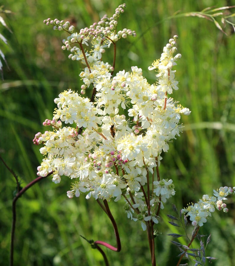 Filipendula Blooms in the Meadow in the Wild Stock Photo - Image of ...