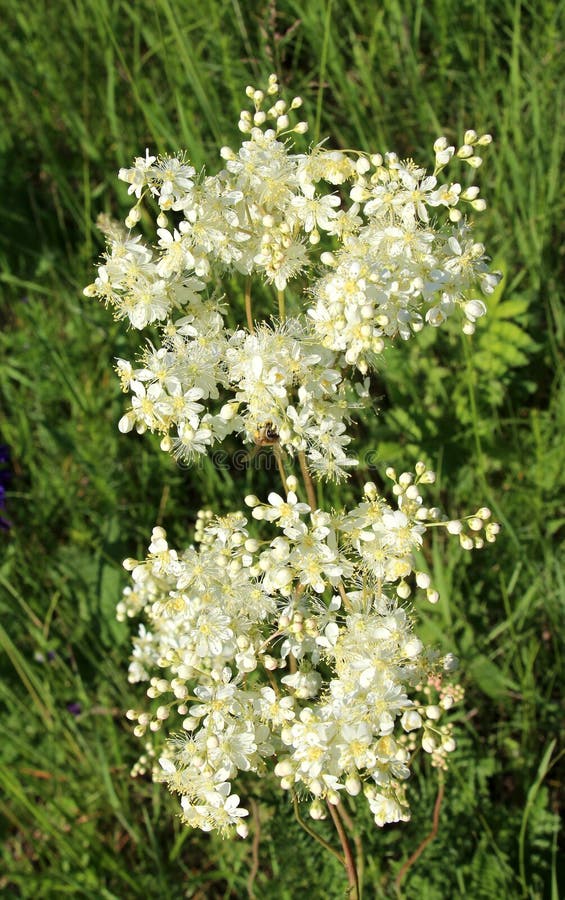 Filipendula Blooms in the Meadow in the Wild Stock Image - Image of ...