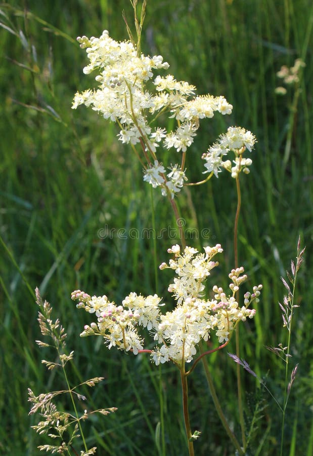 Filipendula Blooms in the Meadow in the Wild Stock Image - Image of ...