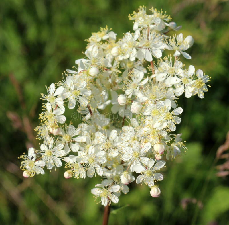 Filipendula Blooms in the Meadow in the Wild Stock Image - Image of ...