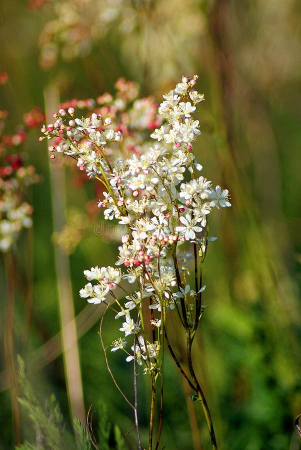 Filipendula Vulgaris Fern-leaf Dropwort White Flowering Plant on the ...