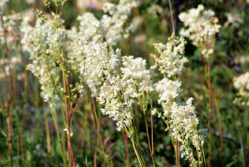 Filipendula Vulgaris Fern-leaf Dropwort White Flowering Plant on the ...
