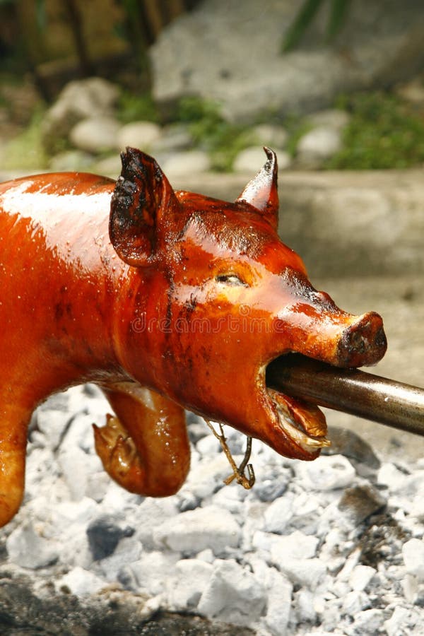 Filipino Lechon - Suckling Pig Being Roasted on a Spit Stock Image ... Filipino Lechon - Suckling Pig Being Roasted on a Spit Stock Image ...