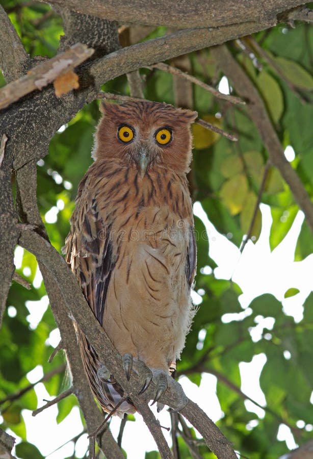 Filippijnse Oehoe, Philippine Eagle-Owl, Bubo Philippensis Stock Image ...