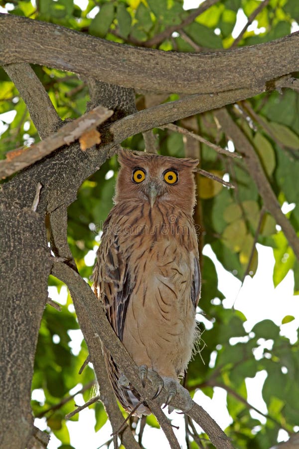 Filippijnse Oehoe, Philippine Eagle-Owl, Bubo Philippensis Stock Image ...