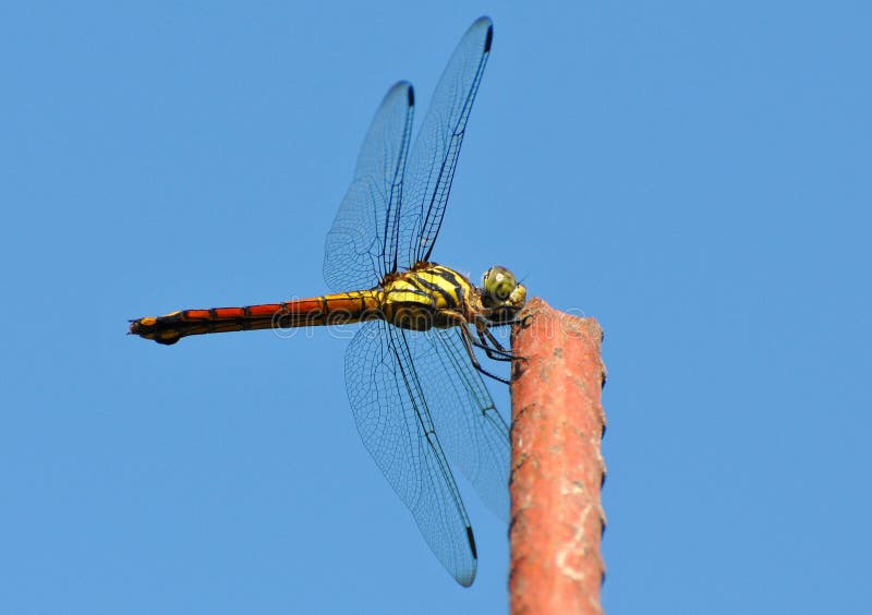 Filippine, Libellula Rossa Della Palude Fotografia Stock - Immagine di ...