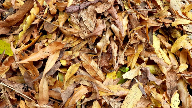 Fill in Dried Leaf stock image. Image of dried, leaves - 203845515