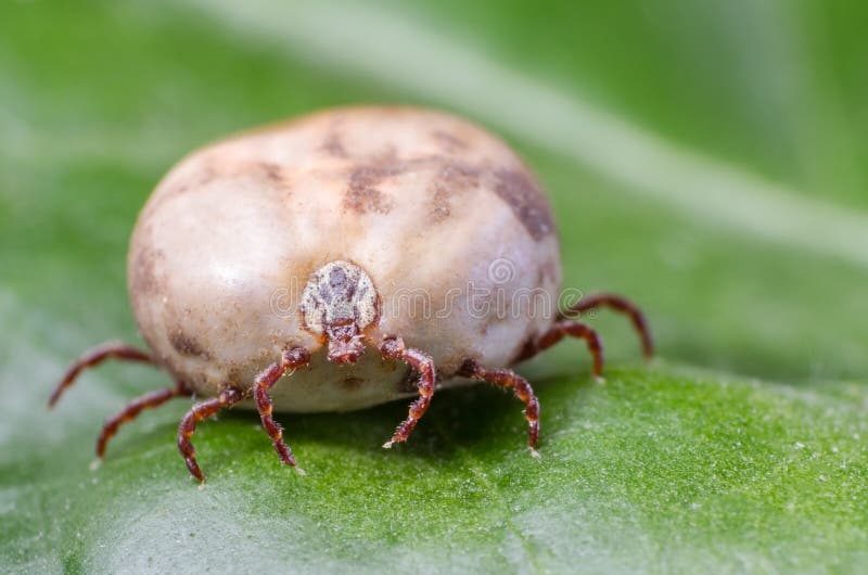 Filled with Blood the Tick Sits on a Green Leaf Stock Image - Image of ...