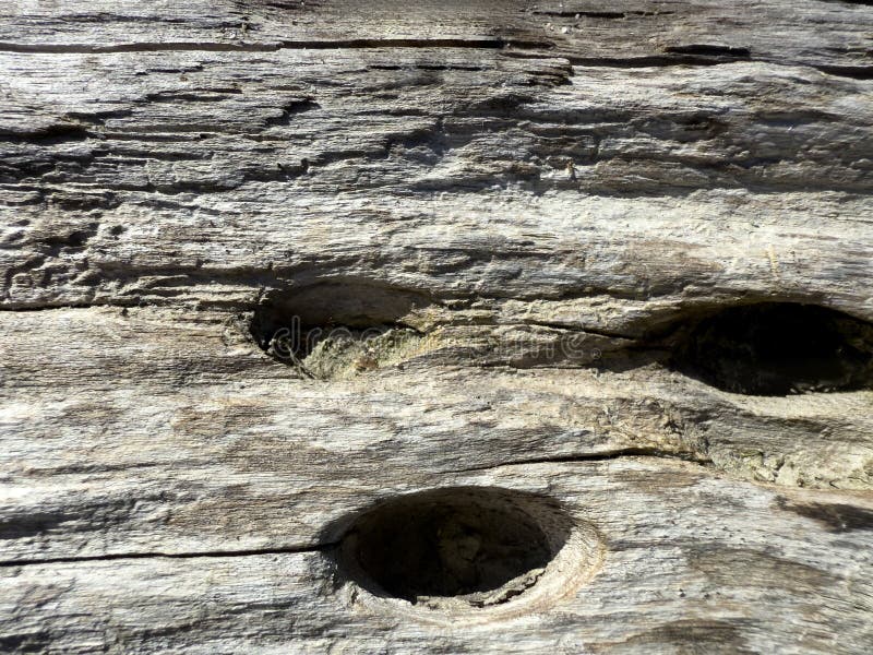 Filled Frame of Wood Surface from Weathered Log with Worm Holes Stock ...