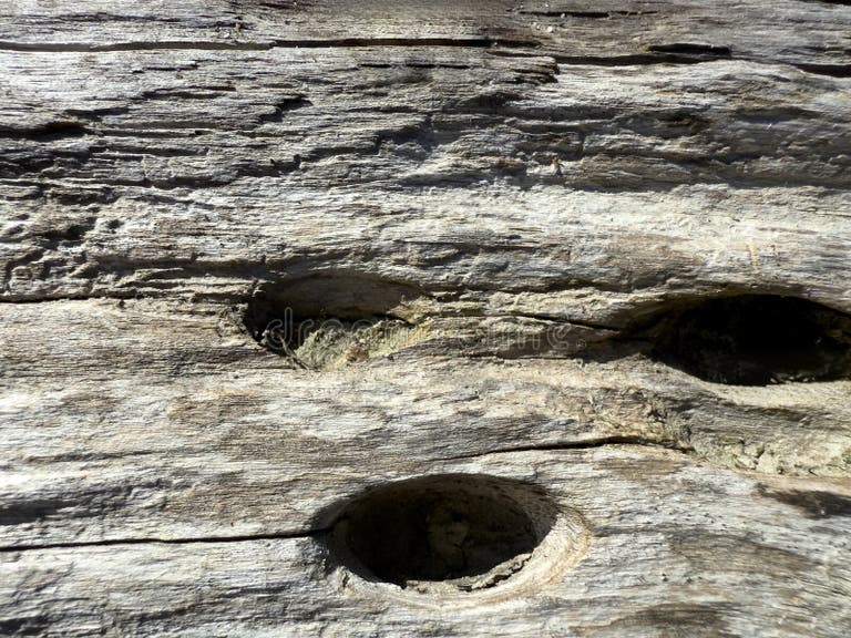 Filled Frame of Wood Surface from Weathered Log with Worm Holes Stock ...