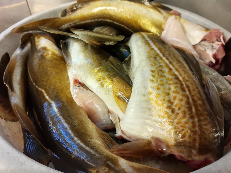 Fillet cod fish stock photo. Image of sweden, seafood - 187295124
