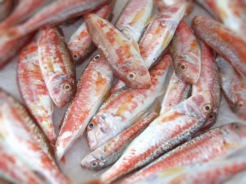 Red mullet fish stock photo. Image of catch, water, fishing - 1738738