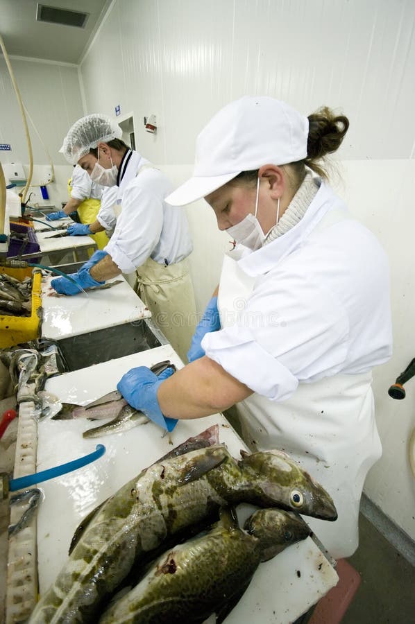 Filleting cod stock photo. Image of four, factories, cutting - 6773114
