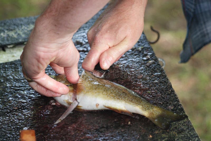 Filleting a fish stock photo. Image of slice, gourmet - 10995252