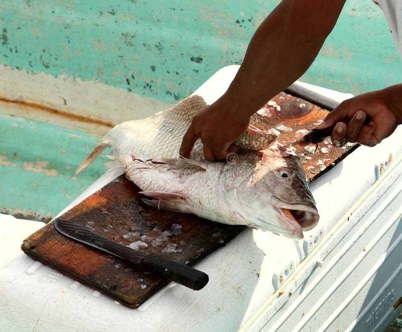 Filleting Fish stock image. Image of fins, gutted, gutting - 37879493
