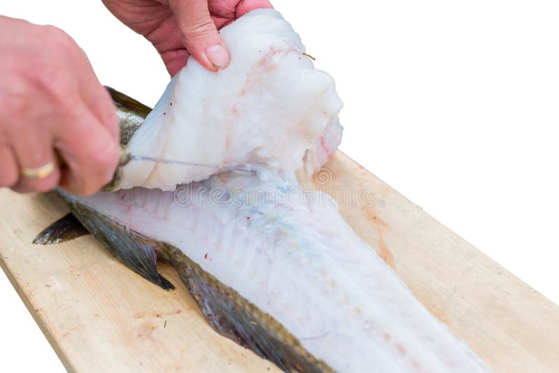 Filleting Fish stock photo. Image of food, closeup, fresh - 41509922