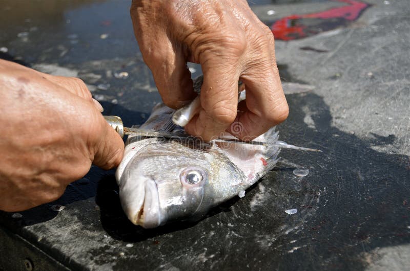 Filleting a fish stock image. Image of sheepshead, barramundi - 52240799