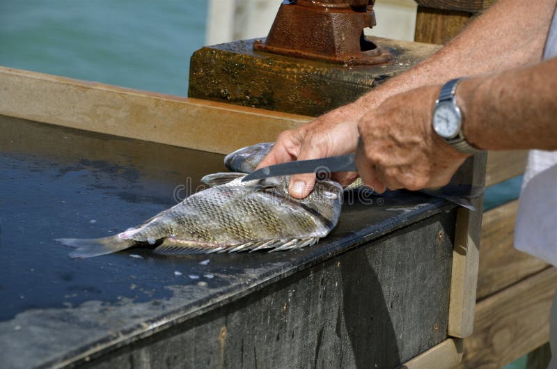Filleting a fish stock image. Image of fins, salmon, fisherman - 52240807