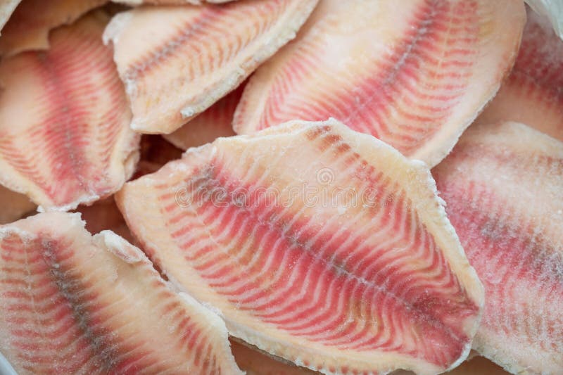 Fillets of Tilapia fish stock image. Image of preparation - 266853765
