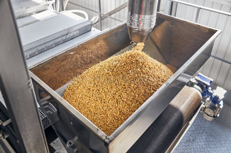 Filling Containers with Fresh Grains on the Factory Stock Photo - Image ...