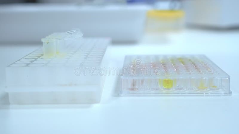 Filling of Microplate Using Automatic Pipette for ELISA Test or Immuno ...