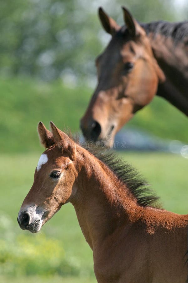 Filly stock photo. Image of field, young, foal, filly - 2356598