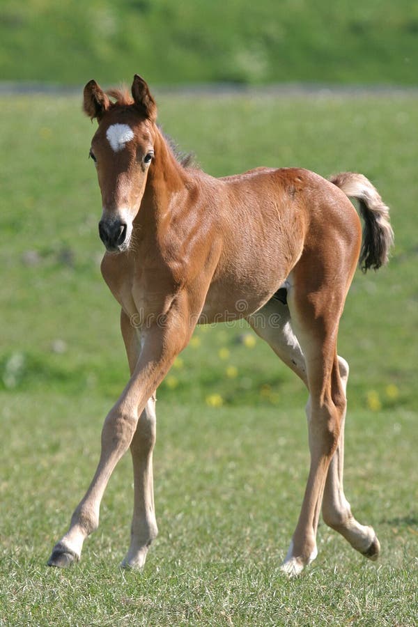 Filly stock photo. Image of baby, equestrian, eating, animal - 2356606