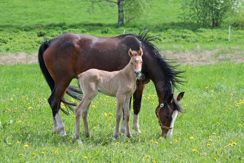 Filly and mother stock photo. Image of young, filly, daughter - 31051260