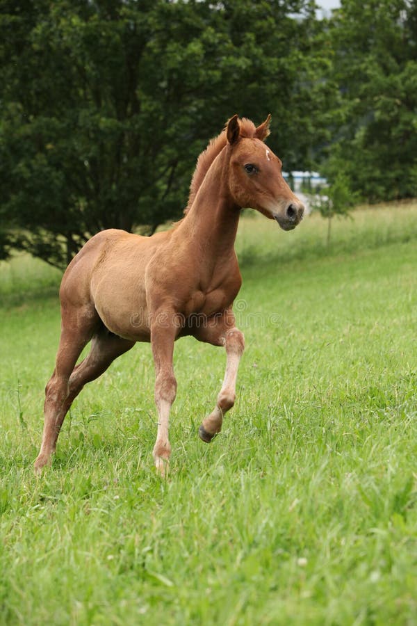 Filly of Sorrel Solid Paint Horse Running Stock Photo - Image of ...