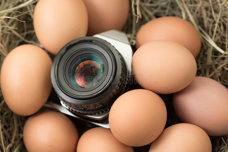 Film camera with eggs stock image. Image of outdoor, nest - 43999501
