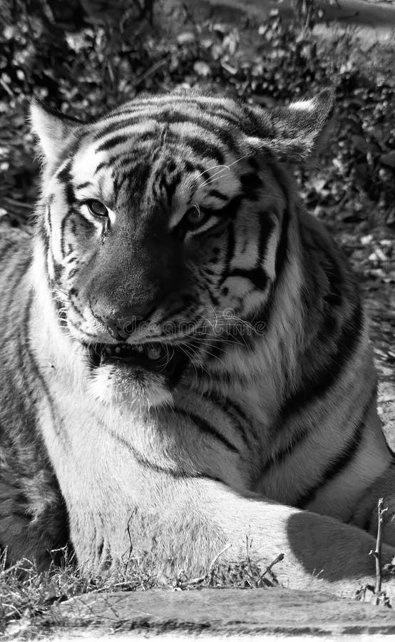 Film Image Bengal Tiger stock photo. Image of asia, wild - 364160588
