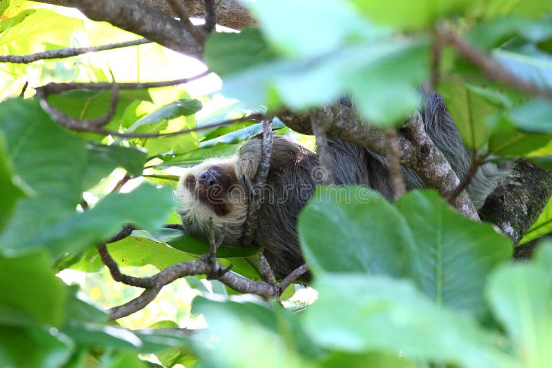 Filmed Shot of a Cute Sloth Comfortably Sleeping on Tree Branches Stock ...