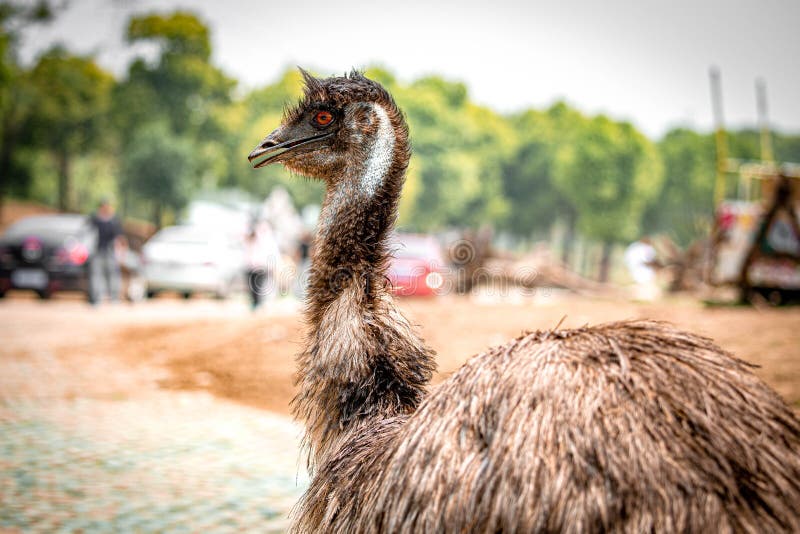 Emu in the zoo stock photo. Image of filmed, lovely - 175728480