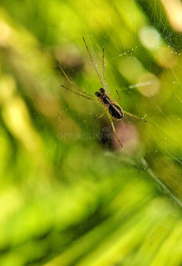 Filmy Dome Spider on it S Web Stock Image - Image of nature, filmy ...