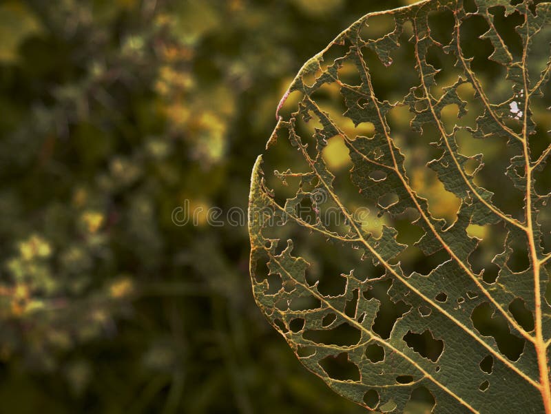 Filtered Leaf Side View with Multiple Holes Stock Photo - Image of ...