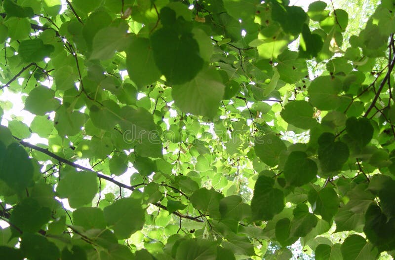 Filtered Sun Light stock image. Image of peacefull, leaves - 82807