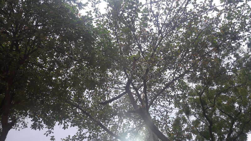 Filtered sunlight stock image. Image of language, groundin - 77477593