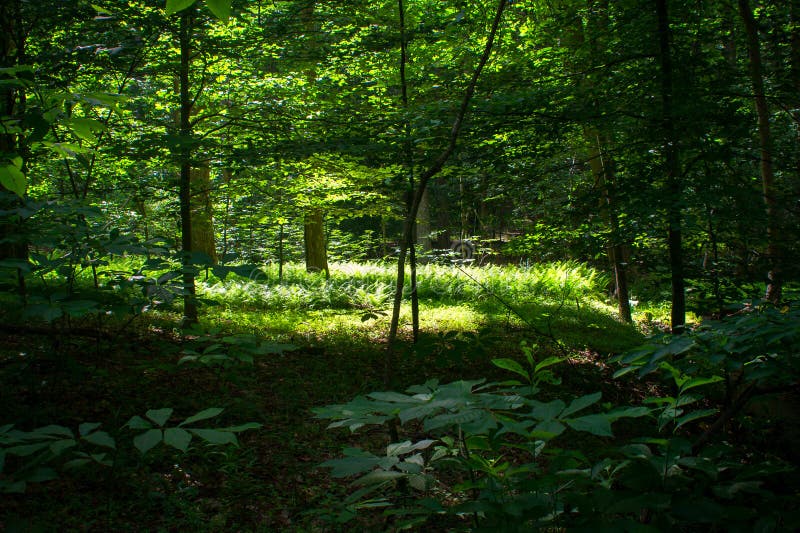 Filtered Sunlight in Lush Forest Stock Photo - Image of filtered ...