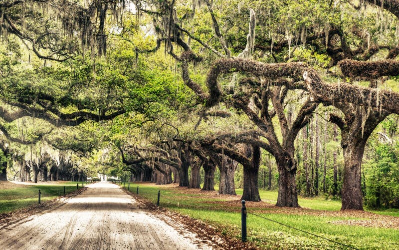 Filtering Sunlight Rays through Beautiful Oak Trees Stock Photo - Image ...